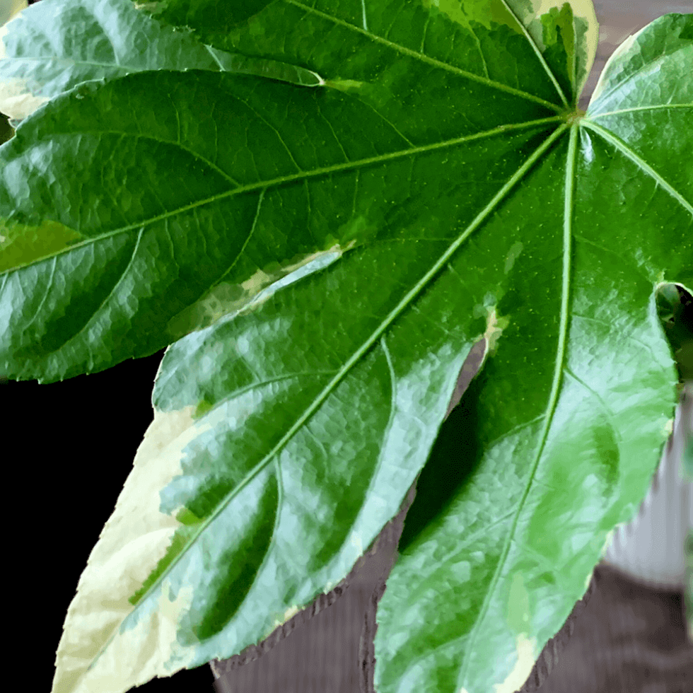 how to care for fatsia japonica ⋆ Leafy Life