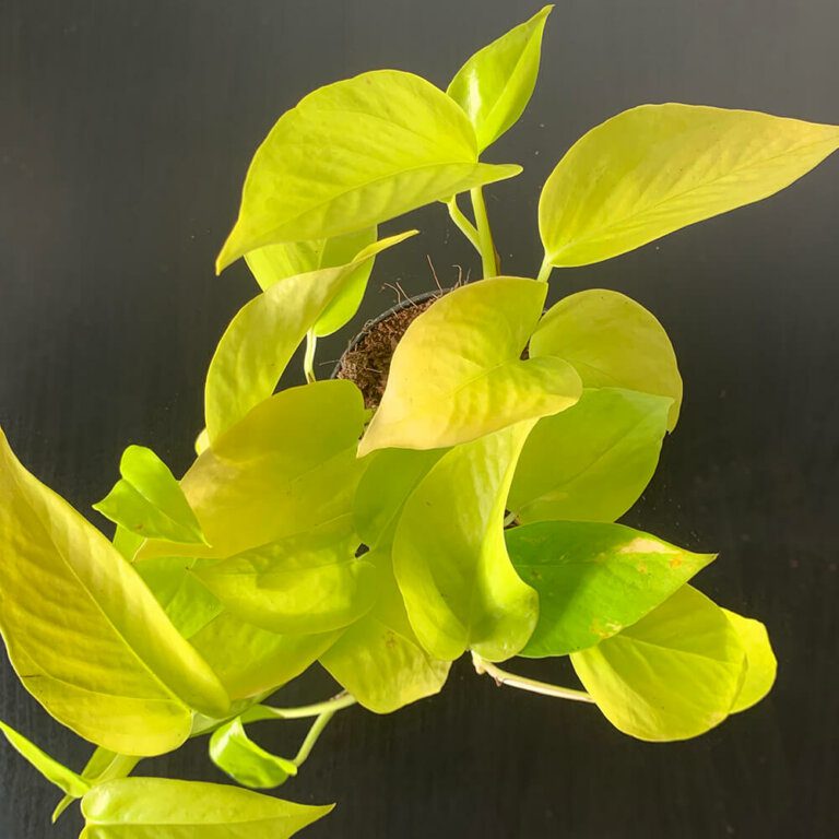 how to care for epipremnum (pothos) ⋆ Leafy Life