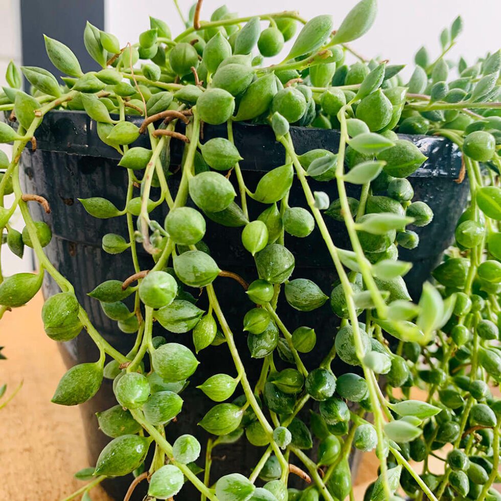 how to care for senecio rowleyanus 'string of pearls' ⋆ Leafy Life